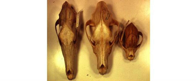 DOG ORIGIN AND EARLY HISTORY | e-Training for Dogs