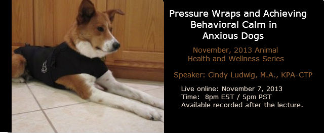 Pressure Wraps for Dogs and Achieving Behavioral Calm Using Wraps