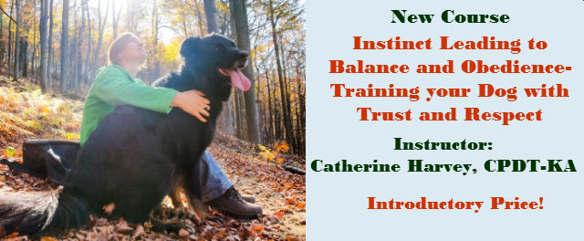 Training Your Dog with Trust and Respect
