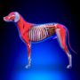 CANINE ANATOMY AND PHYSIOLOGY COURSE - e-Training for Dogs